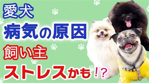 【犬 ストレス】犬のストレスの原因は飼い主さんのストレスを感じとったのかも？ Youtube