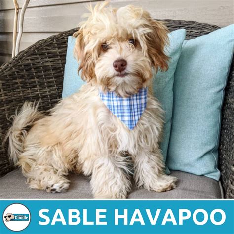 Havapoo Colors Photo Gallery And Complete Guide