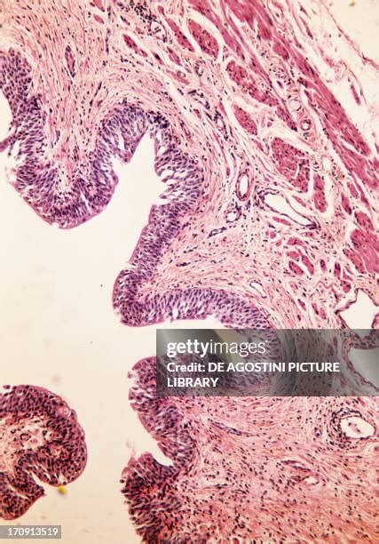 Urethra Histology Labeled