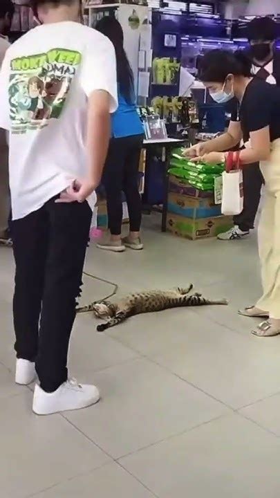 술취한 고양이 Youtube