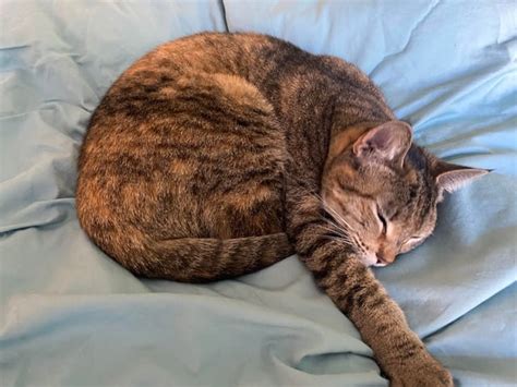 My Torbie Girl Donut Rtorbie