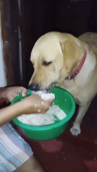 එයා කේනු 😋🤣 කෑම කවන්නම ඕනි එයාට Youtube