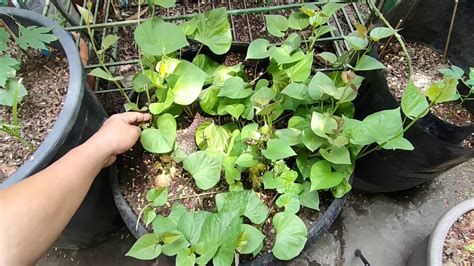 Paano Magtanim Ng Sweet Potato Kamote Sa Container YouTube