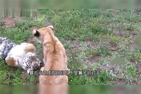 奶凶奶凶的小奶狗打架上演教科书式锁喉杀简直太可爱了 小奶 教科书