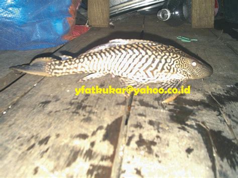 Ikan Sungai Mahakam Hairfin Anchovy Setipinna Tenuifilis