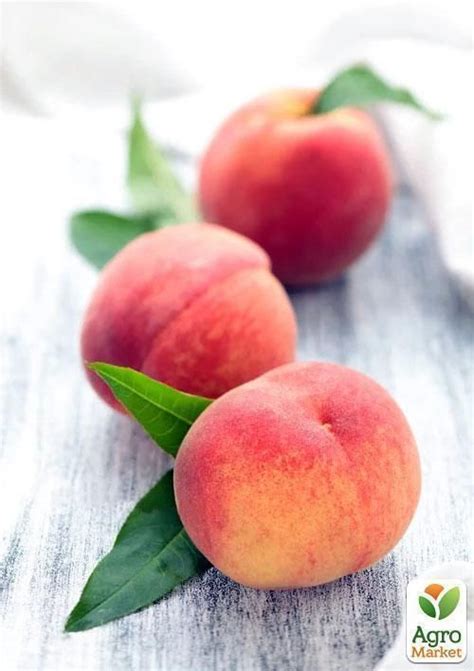 Персик Харнас літній сорт ранній термін дозрівання купити поштою в Одесі Києві Україні