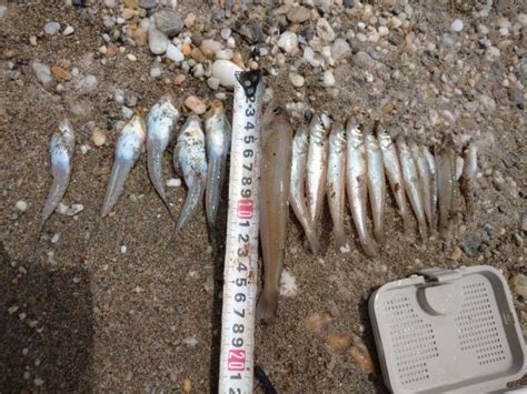 小志木海水浴場 海の釣り場情報