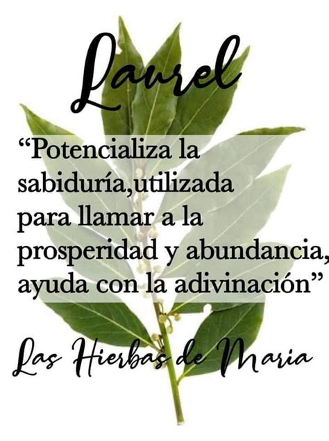 Laurel Hierbas Mágicas Plantas Aromaticas Y Medicinales Hierbas