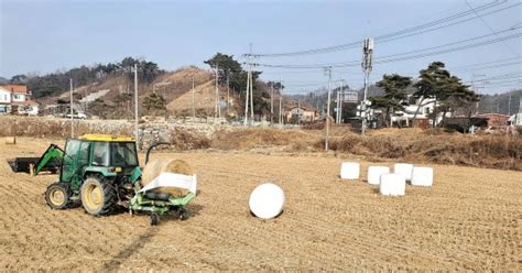 때늦은 볏짚 곤포 사일리지 작업한장