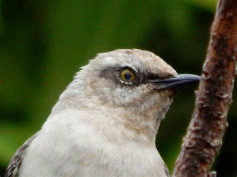 Premium Photo Close Up Of A Bird