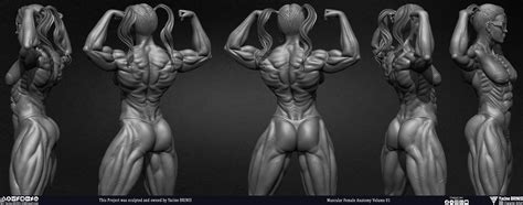 Muscle Woman Anatomy
