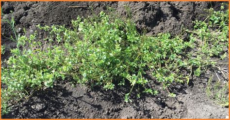 実録「ジャガイモの種芋」の植え付け！植え付け前の「肥料あり」、「肥料なし」の状態で、どのように育つのか、違いを観察することにした！ ずぼら