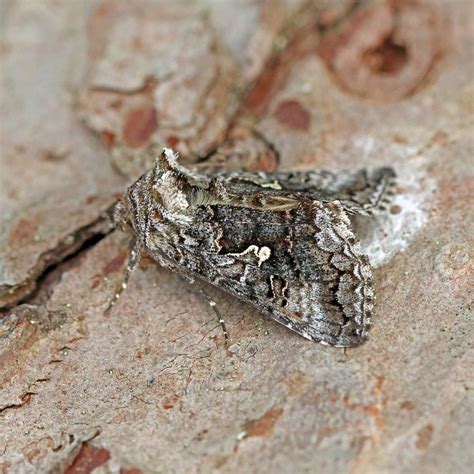 Scarce Silver Y Somerset Moths