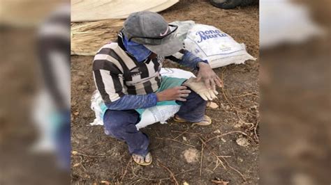 Sete Pessoas São Resgatadas De Trabalho Escravo Em Fazenda Sem Banheiro