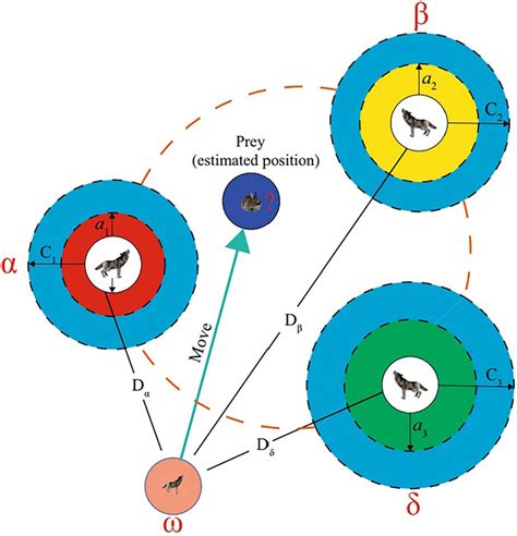 position updating procedure of ω wolves based on the positions of α β