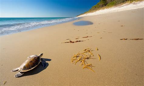 Consecuencias de la extinción de la tortuga caguama y su peligro
