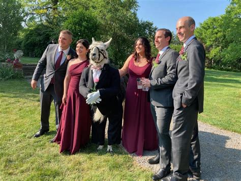 Llama Dressed As Groomsman In Tuxedo Attends Wedding