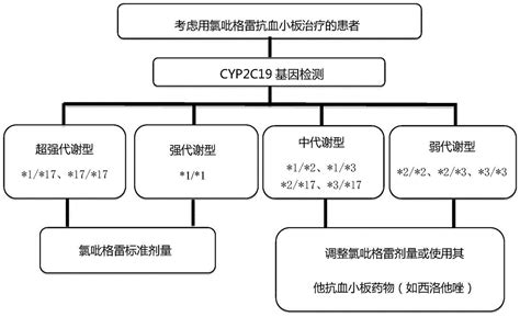 氯吡格雷药物相关基因CYP2C19基因多态性检测引物组试剂盒及检测方法与流程