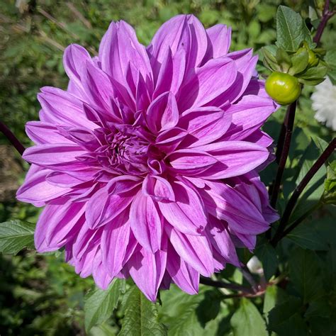 Dahlia Lilac Time Formal Decorative 1 Farm Tuber Lilys Garden