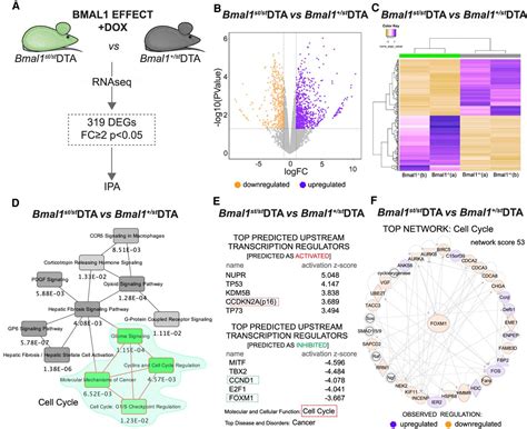 The Core Clock Transcription Factor Bmal1 Drives Circadian β Cell Proliferation During
