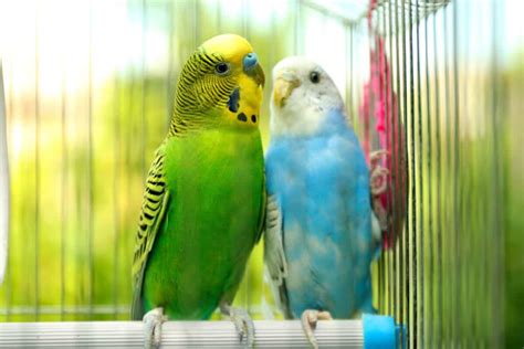 How To Tell If A Parakeet Is Male Or Female 7 Simple Ways