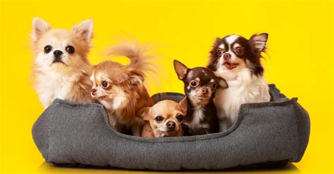 犬を飼う時に必要なものは？ 犬のことなら