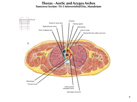 Superior And Anterior Mediastinum Diagram Quizlet