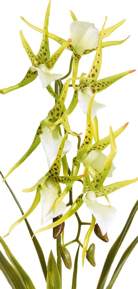 Floare Artificiala Orhidee Spider Galben Verde 67 Cm