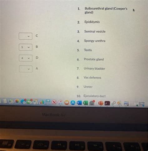 Solved Match The Organs Structures A D Below With Their Chegg