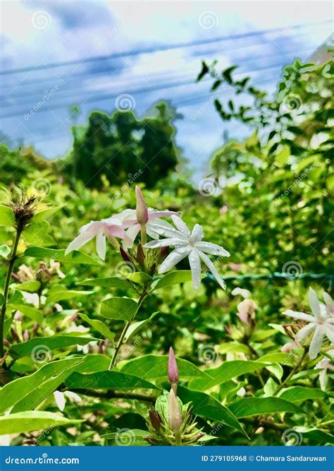 Pichcha Flower Stock Image 252683383