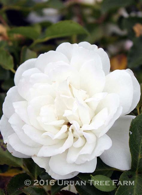 Rosa 'Meidiland White' | Urban Tree Farm Nursery