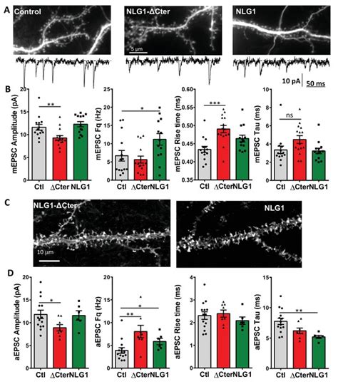 Figures And Data In Pre Post Synaptic Alignment Through Neuroligin 1 Tunes Synaptic Transmission