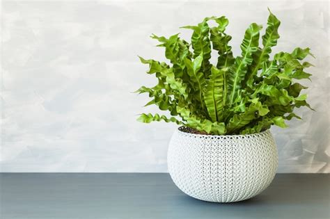 흰색 화분에 관엽 식물 Asplenium Nidus 프리미엄 사진
