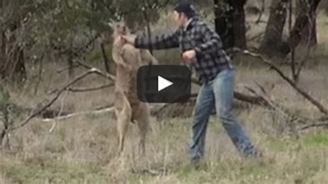 Kangaroo Punched By Man At Kenneth Keene Blog