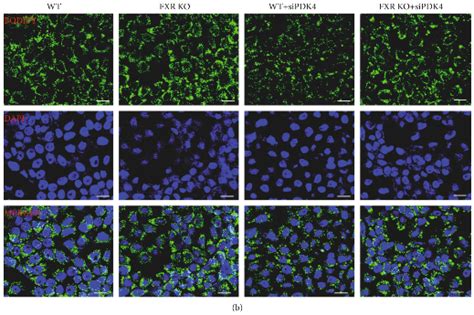 油酸钠、棕榈酸钠添加剂诱导l 02脂肪肝细胞模型 知乎