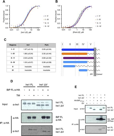 Figures And Data In Noncanonical Binding Of Bip Atpase Domain To Ire1 And Perk Is Dissociated By