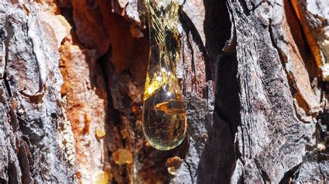 Kinetic Analysis Of Storage Modulus Using The Netzsch Dma 303 Eplexor