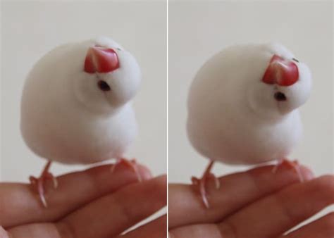집사 어깨 위에 올라가 앉아서 왜용 왜용 고개 갸우뚱 거리며 귀여움 폭발한 새의 정체