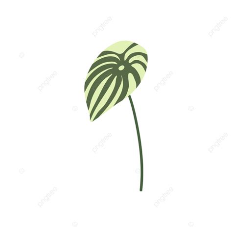 彩色手繪平面室內植物隔離在白色背景 銀杏 手 繪畫向量圖案素材免費下載，png，eps和ai素材下載 Pngtree
