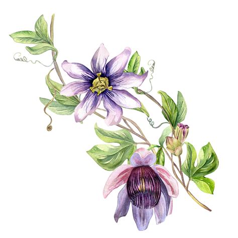 Premium Photo Passion Flower Plant Watercolor Illustration Isolated