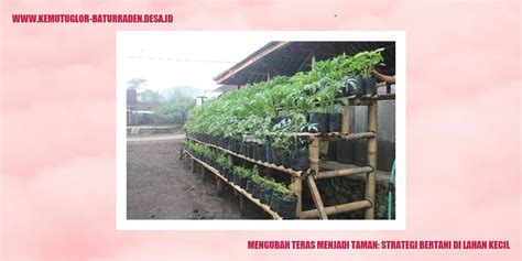Mengubah Teras Menjadi Taman Strategi Bertani Di Lahan Kecil Kemutug Lordesa Kemutug Lor