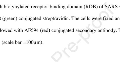 Iav Infection Enhances The Expression Of Ace2 In Lungs And Hearts A