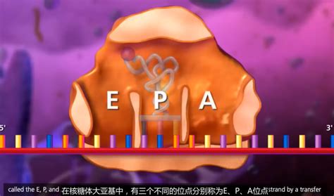 基因的表达 Stdforml 博客园