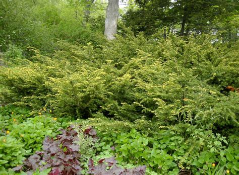 If Densiformis - Plantations Univert