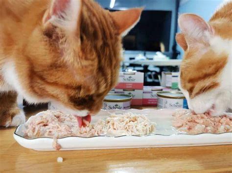 全罐喂养是什么意思适合猫咪全罐喂养的猫罐头推荐 哔哩哔哩