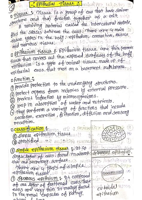 Solution Epithelial Tissue Classification And Function Anatomy And