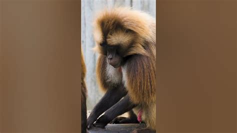Proboscis Monkeys Matingshorts Monkey Videos Youtube