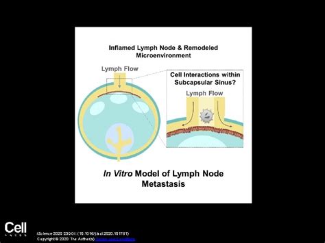 Lymph Node Subcapsular Sinus Microenvironmentonachip Modeling Shear Flow