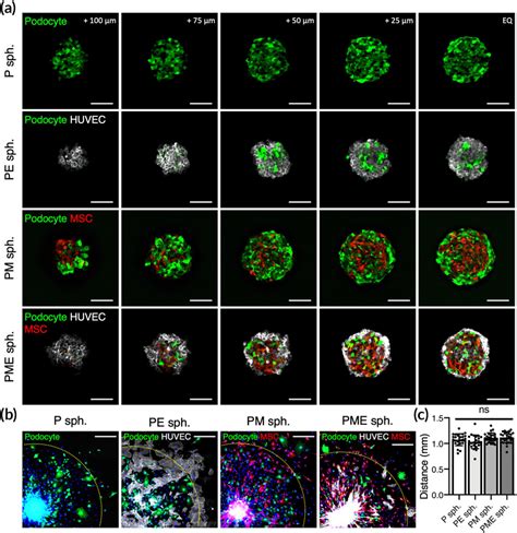 a confocal z‐stack images showing the composition of multiple cell