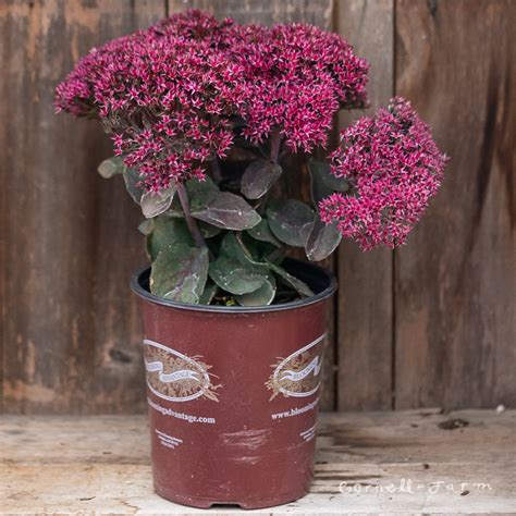 Sedum Dynomite 1gal Cornell Farm